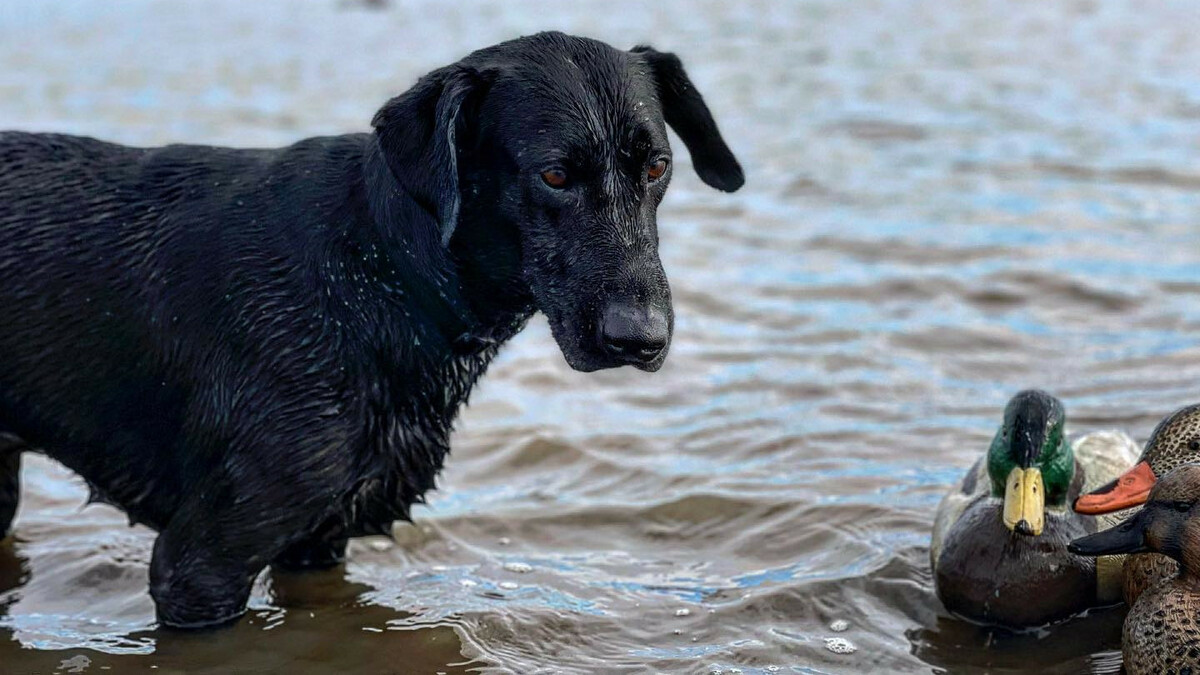 Northwind Outfitters: Expert Guided Hunting & Fishing Adventures